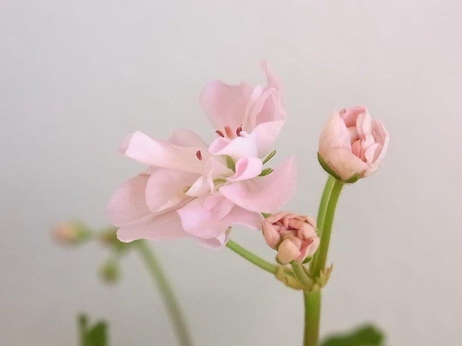Rotad Stickling av Pelargonen Elnaryds Miranda | Köp på Tradera (736878482)