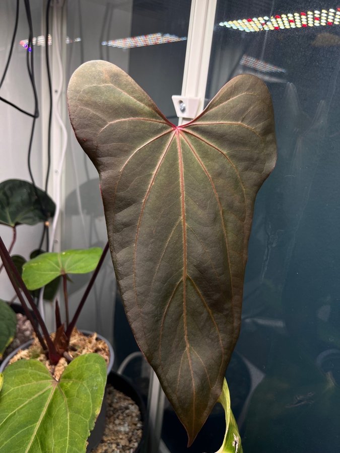 Se produkter som liknar Anthurium Red Java x Indo Por.. på Tradera ...