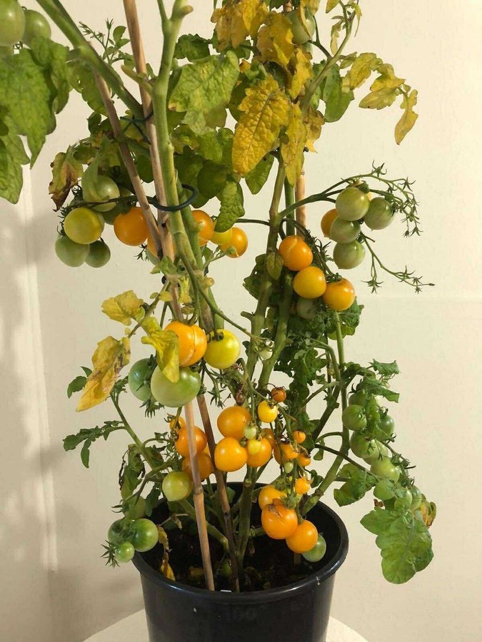 Tomatmannens Tomat Bunny Hop 5 .. | Köp från ullabulla0 på Tradera ...