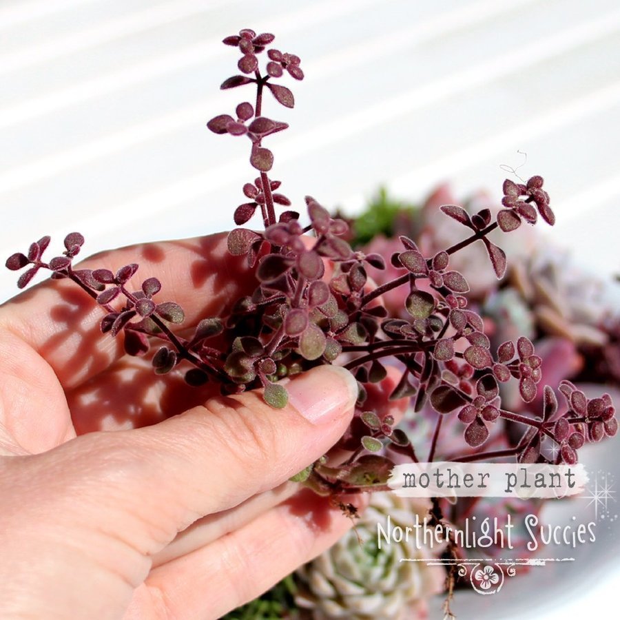 Crassula expansa subsp fragilis - 2 sticklingar | Köp på Tradera ...