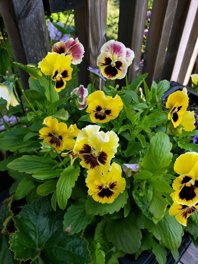 Färska fröer Pensé Rococo Masterpiece Mix skörd.. | Köp på Tradera ...