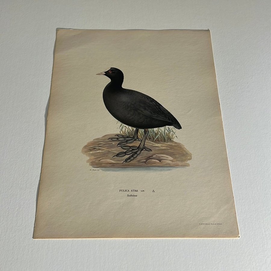 Sothöna Litografi av Bröderna Von Wright | Köp på Tradera (708131864)