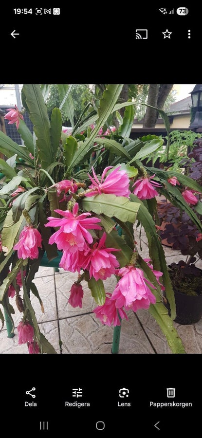 Epiphyllum - Bladkaktus stor rotad stickling | Köp på Tradera (736405931)