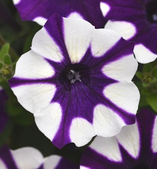 Petunia hängpetunia Easy Shock.. | Köp från Frejasfröer på Tradera ...