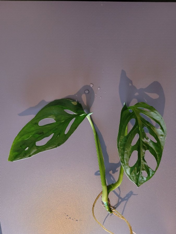 En vattenrotade stickling Monstera adansonii mo.. | Köp på Tradera ...