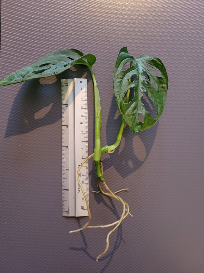 En vattenrotade stickling Monstera adansonii mo.. | Köp på Tradera ...