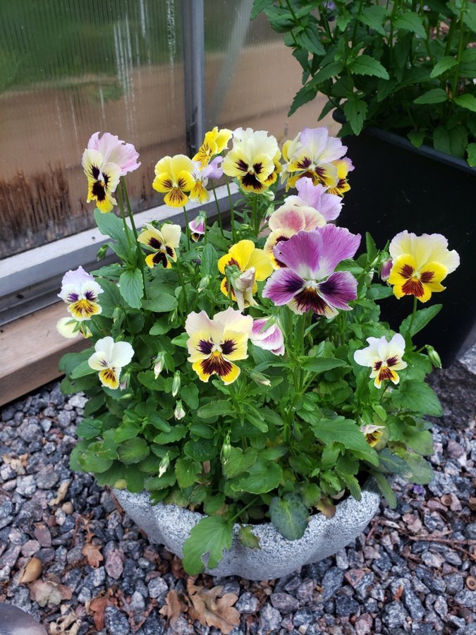 Färska fröer Pensé Rococo Masterpiece Mix skörd.. | Köp på Tradera ...