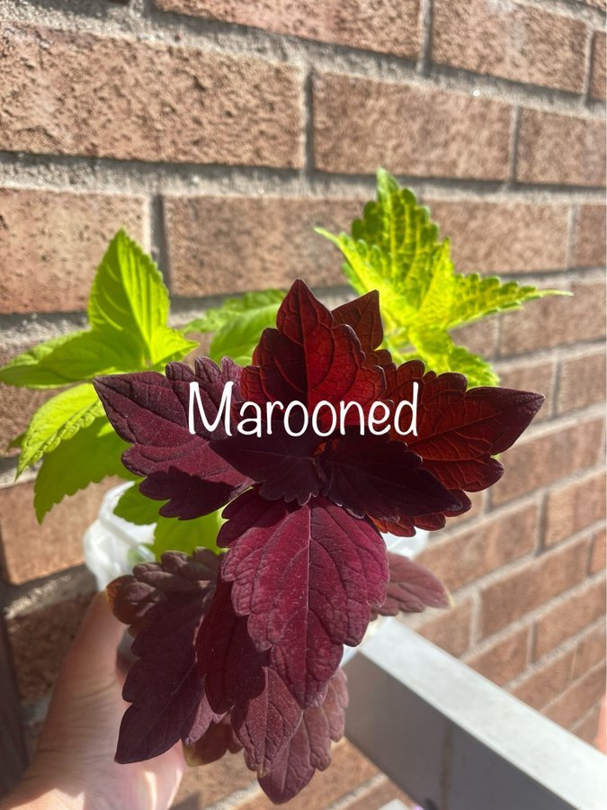 Palettblad, Coleus Marooned | Köp på Tradera (712124886)