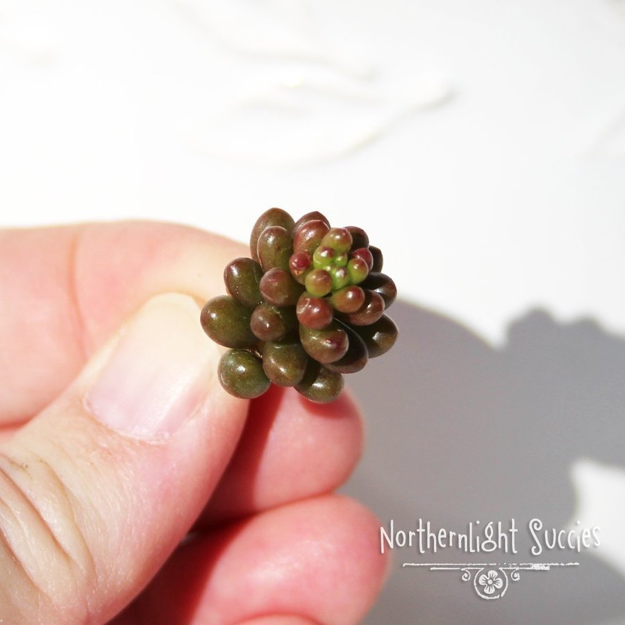 Sedum Redberry - 1 stickling - fetblad | Köp på Tradera (734737394)
