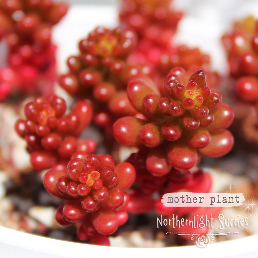 Sedum Redberry - 1 stickling - fetblad | Köp på Tradera (734737394)