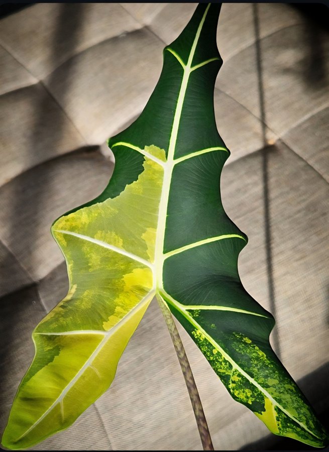 Alocasia Sarian Aurea bub | Köp på Tradera (733452756)
