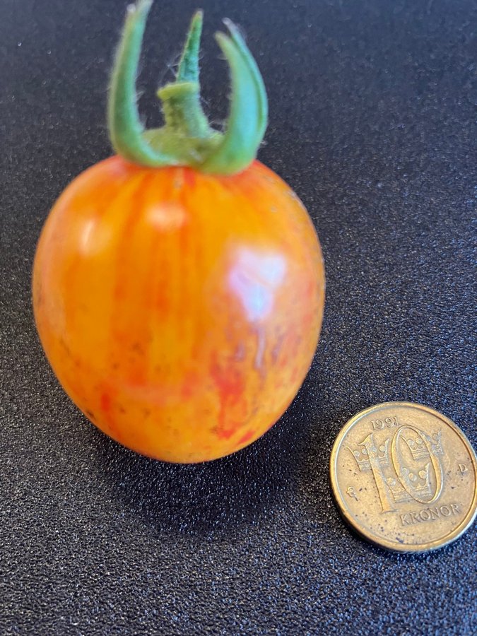 *Tomat Artisan Bumble Bee* Vacker och söt | Köp på Tradera (711794670)