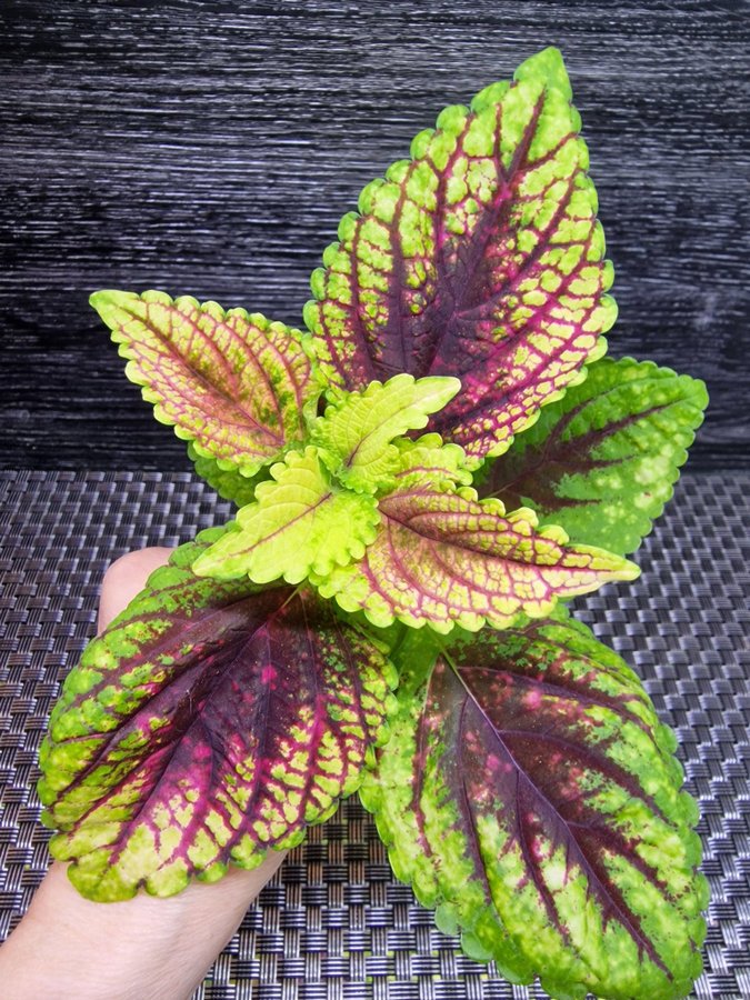 En rotad stickling av palettblad coleus SUMMER .. | Köp på Tradera ...