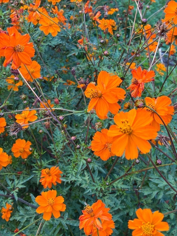 Cosmos Sulphureus Växt 20x frö | Köp på Tradera (704634396)