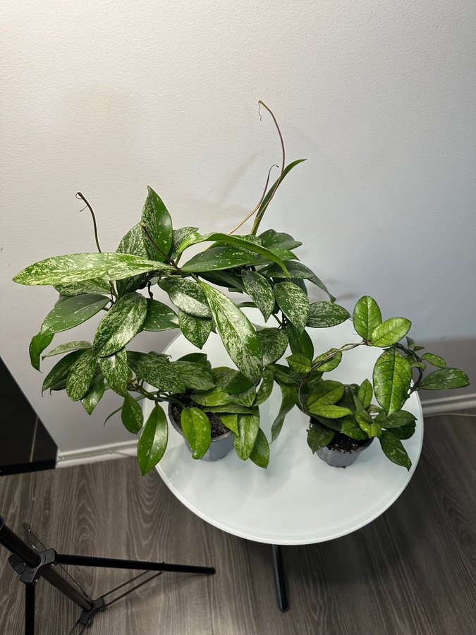 Hoya Carnosa 'Freckles' och Hoya pubicalyx silv.. | Köp på Tradera ...