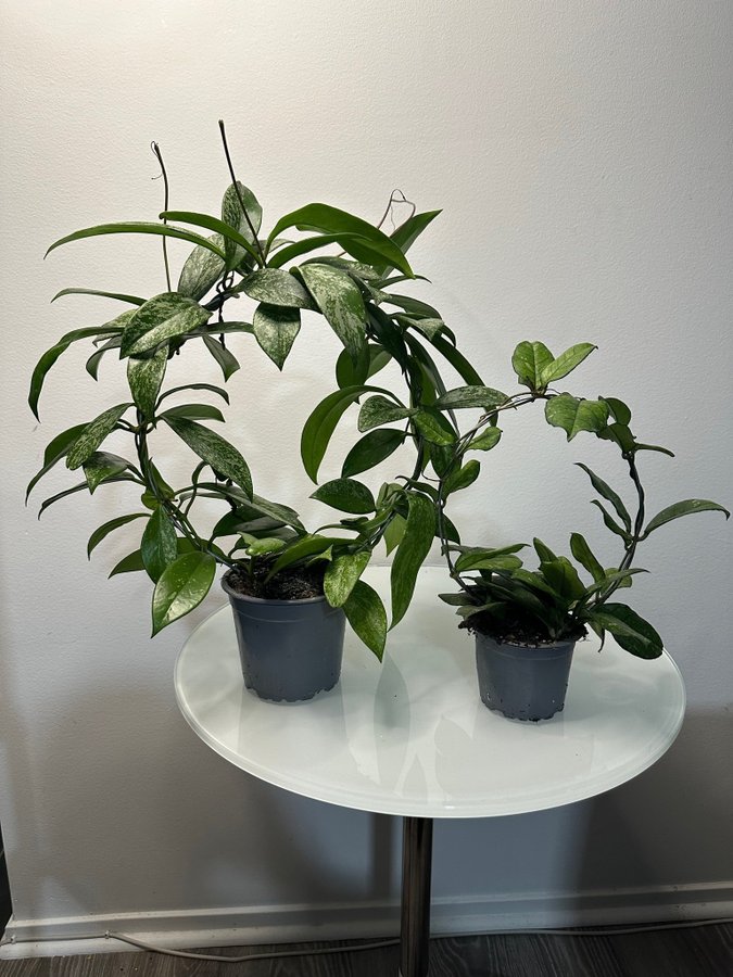 Hoya Carnosa 'Freckles' och Hoya pubicalyx silv.. | Köp på Tradera ...