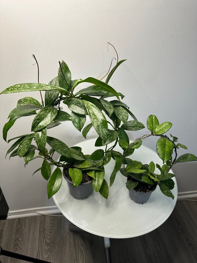 Hoya Carnosa 'Freckles' och Hoya pubicalyx silv.. | Köp på Tradera ...