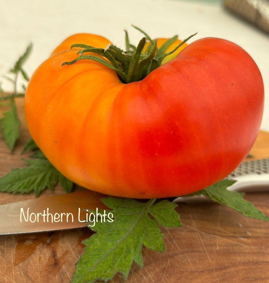 Northern Lights 10 Tomatfrön | Köp på Tradera (711329266)