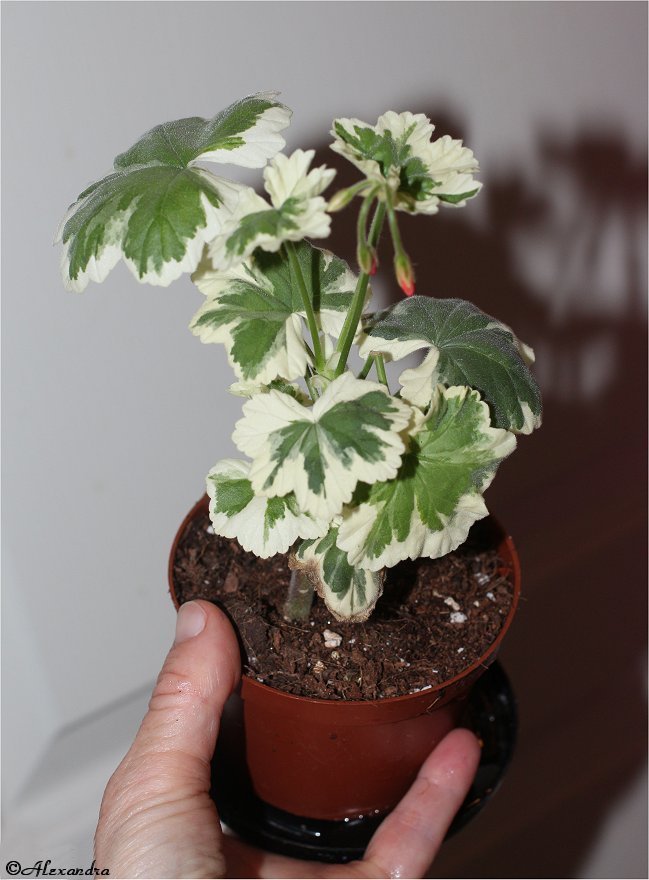 Söta bladdekorativa pelargonen Frank Headley. R.. | Köp på Tradera ...