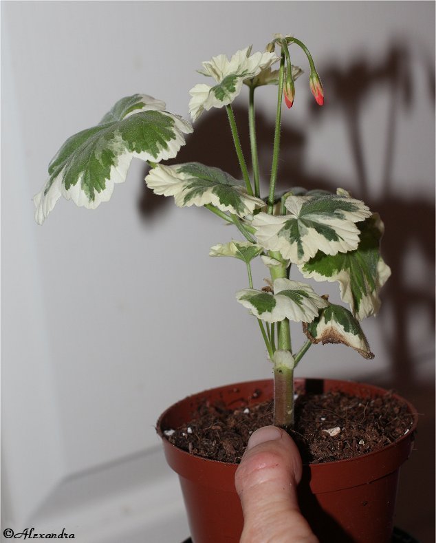 Söta bladdekorativa pelargonen Frank Headley. R.. | Köp på Tradera ...