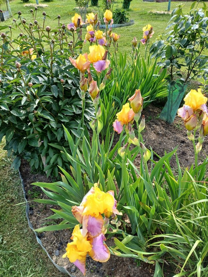 Iris Germanica " Edith Woolfort"' - Rotad planta | Köp på Tradera ...