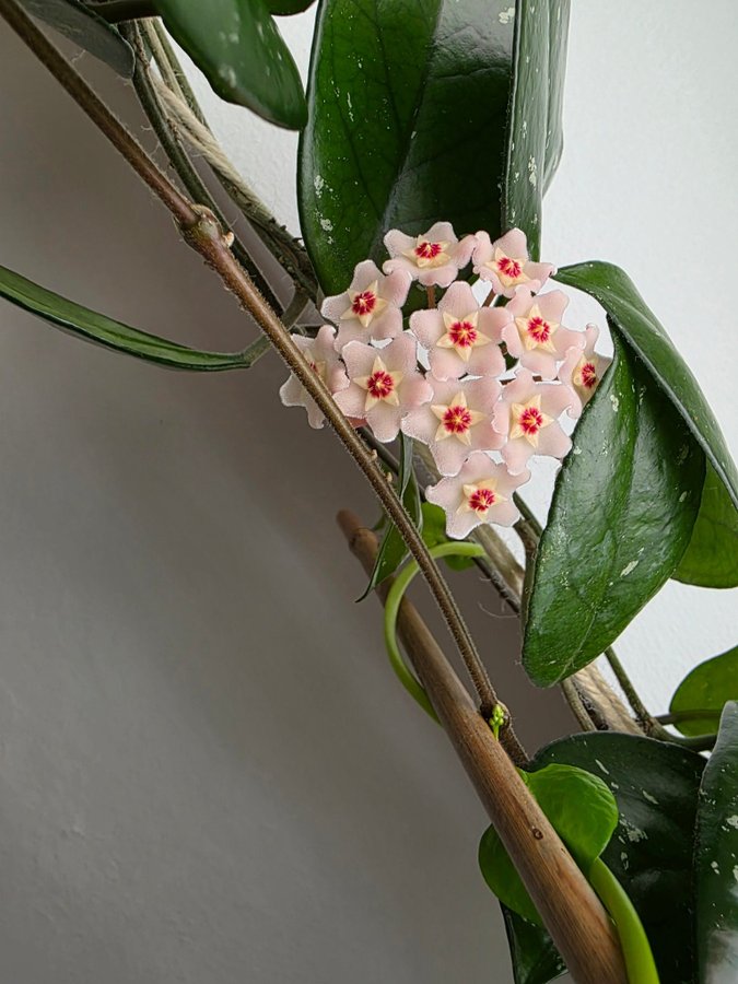 Hoya Carnosa 'Freckles'/Splash | Köp på Tradera (708673380)