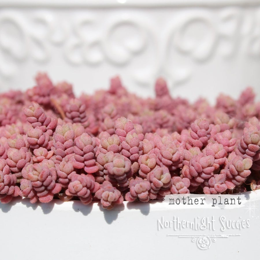 Sedum Minor - 1 sista planta - fetblad | Köp på Tradera (735210383)