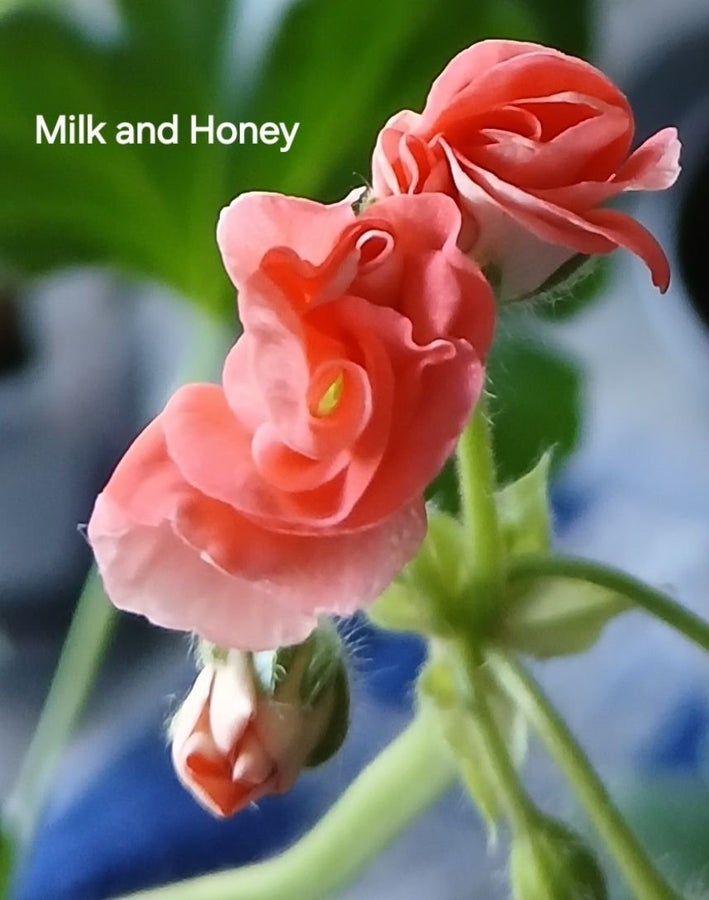 Se produkter som liknar Pelargon 'Milk and Honey' - r.. på Tradera ...