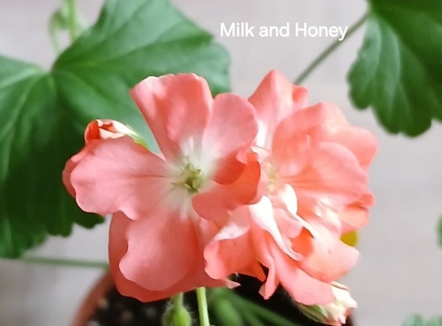 Se produkter som liknar Pelargon 'Milk and Honey' - r.. på Tradera ...