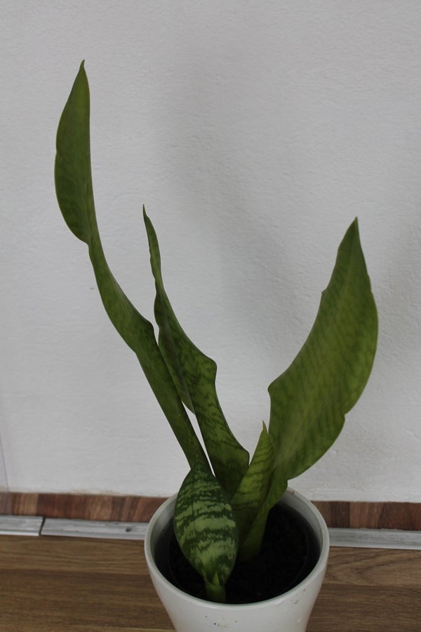 Sansevieria trifasciata 'Laurentii' - Svärmors .. | Köp på Tradera ...