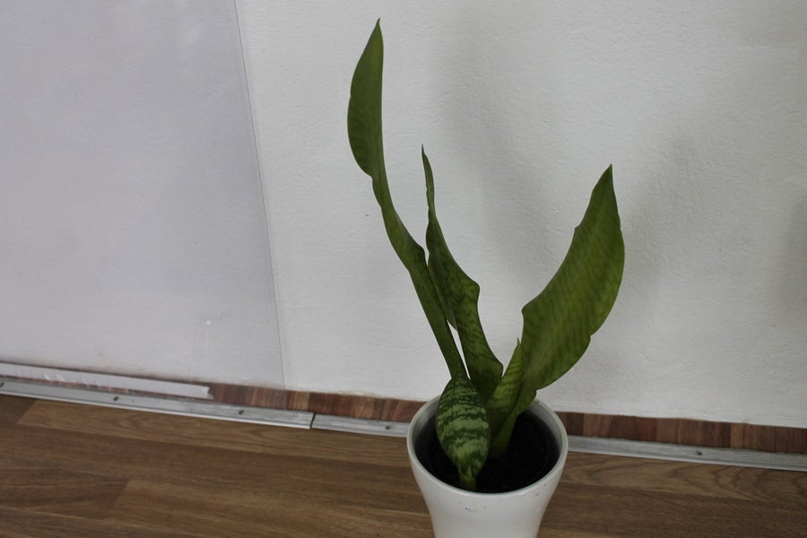 Sansevieria trifasciata 'Laurentii' - Svärmors .. | Köp på Tradera ...