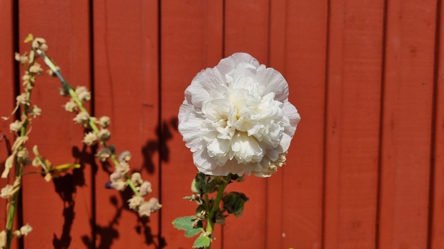 Se produkter som liknar Dubbel vit stockros frön på Tradera (688680445)