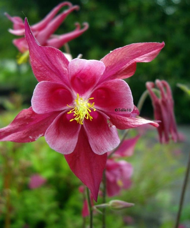 Akleja i Vinrött 25+ frö | Köp på Tradera (576211416)