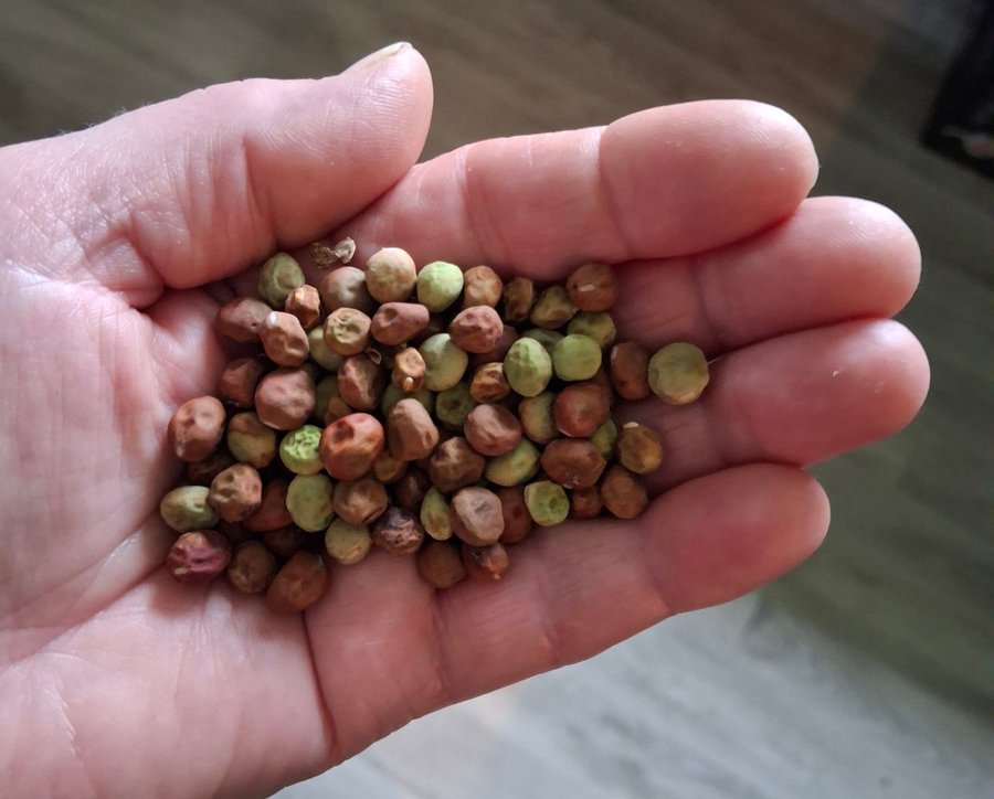 Se produkter som liknar Lokförare Bergfeldts jätteärt på Tradera ...