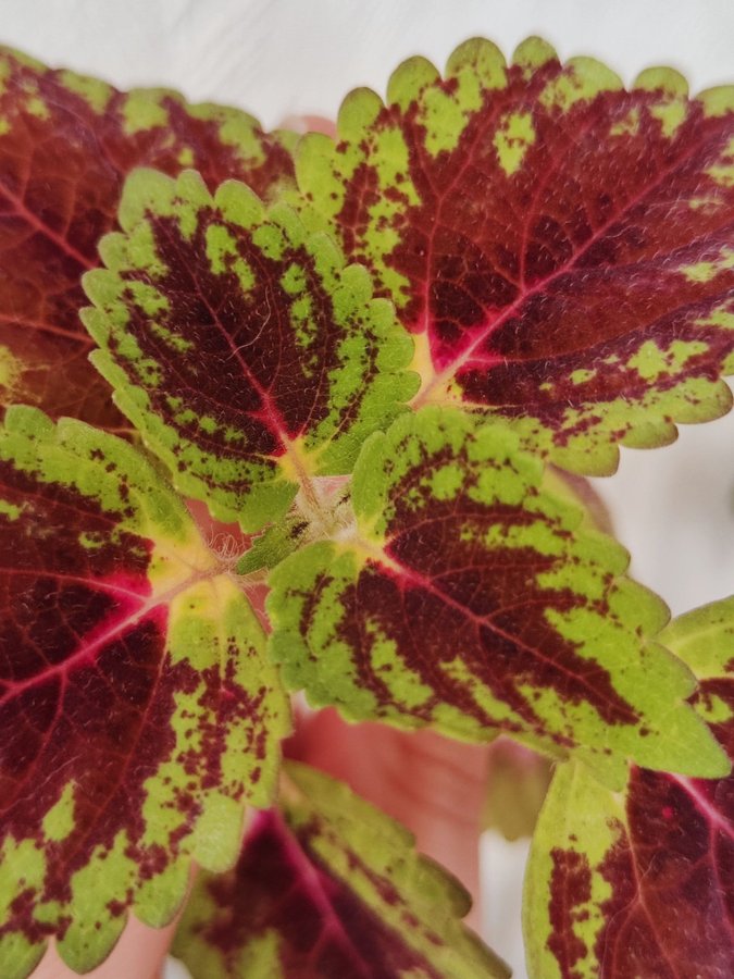 Stickling palettblad/coleus - Trailing Queen | Köp på Tradera (591059988)