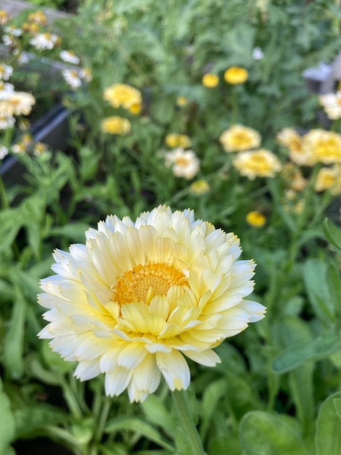 Ringblomma ivory princess, bedårande sommarblomma | Köp på Tradera ...