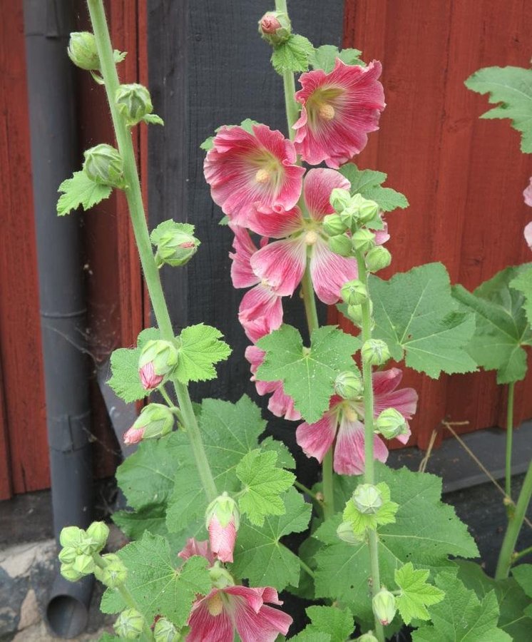 Se produkter som liknar Storblommig Rosa Stockros - på Tradera (647121261)