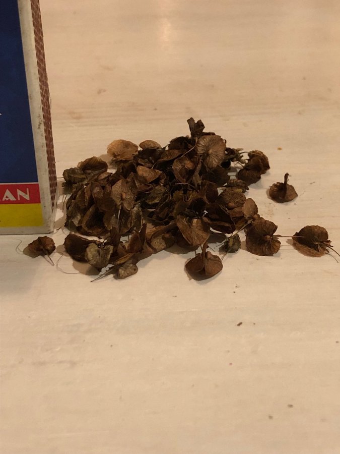 Romersk spenat,frön till perenn (flerårig) grön.. | Köp på Tradera ...