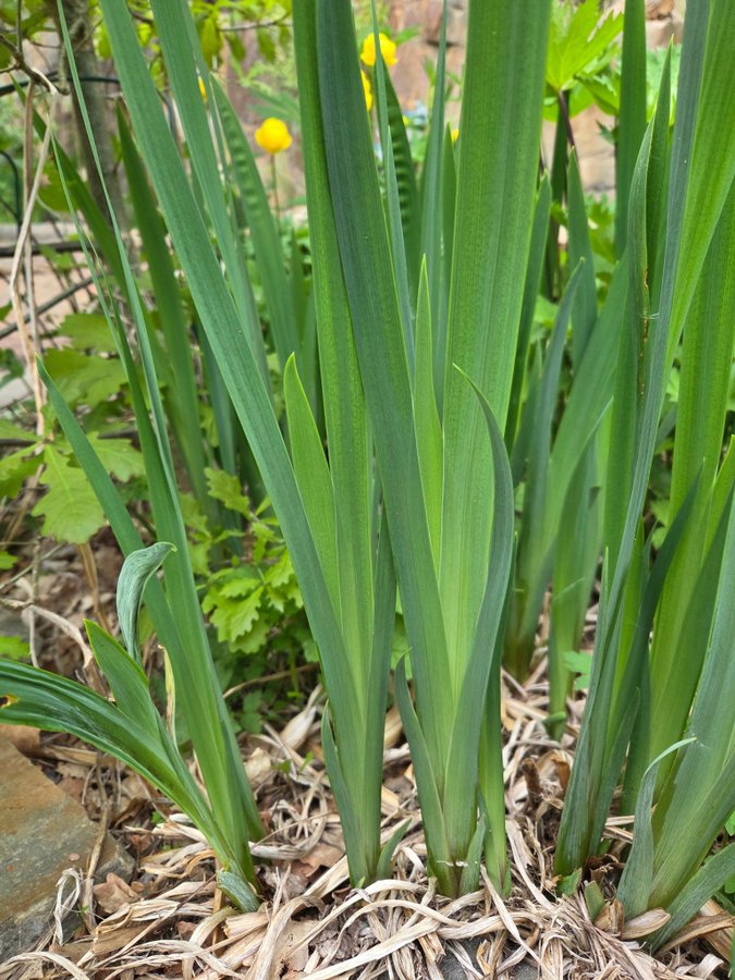 Gul svärdslilja - Iris pseudacorus | Köp på Tradera (734748915)