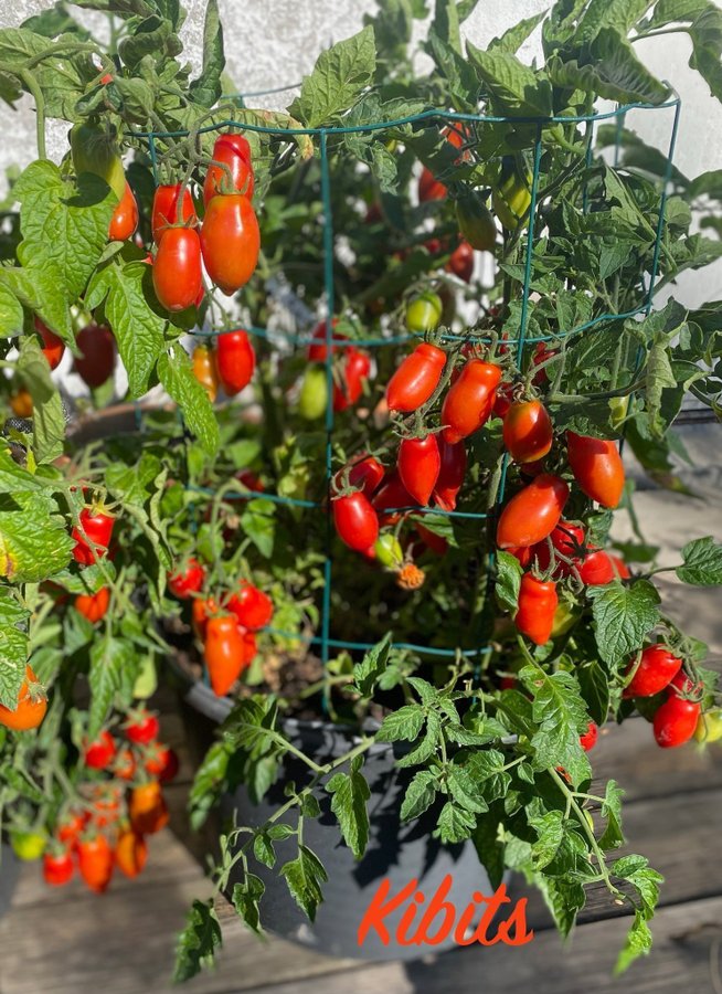 KIBITS - Ukrainsk liten busktomat. Tomat frön | Köp på Tradera (700874850)