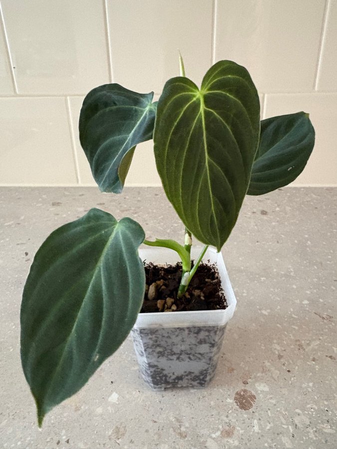 Philodendron ’Splendid’ (Nr 213) | Köp på Tradera (734763465)