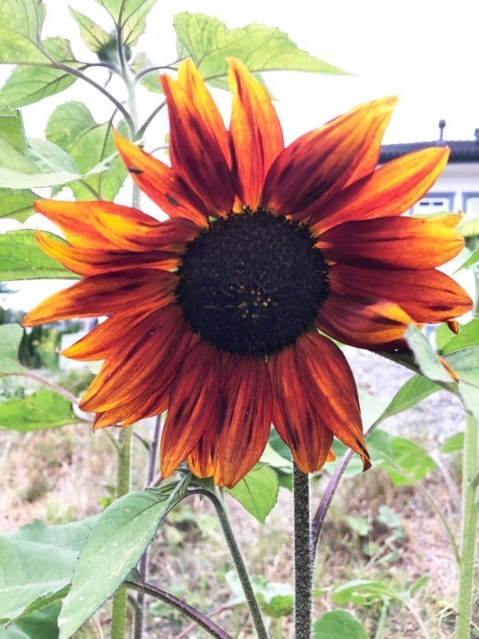 Solros sorten heter evening sun 15 st | Köp på Tradera (700547722)