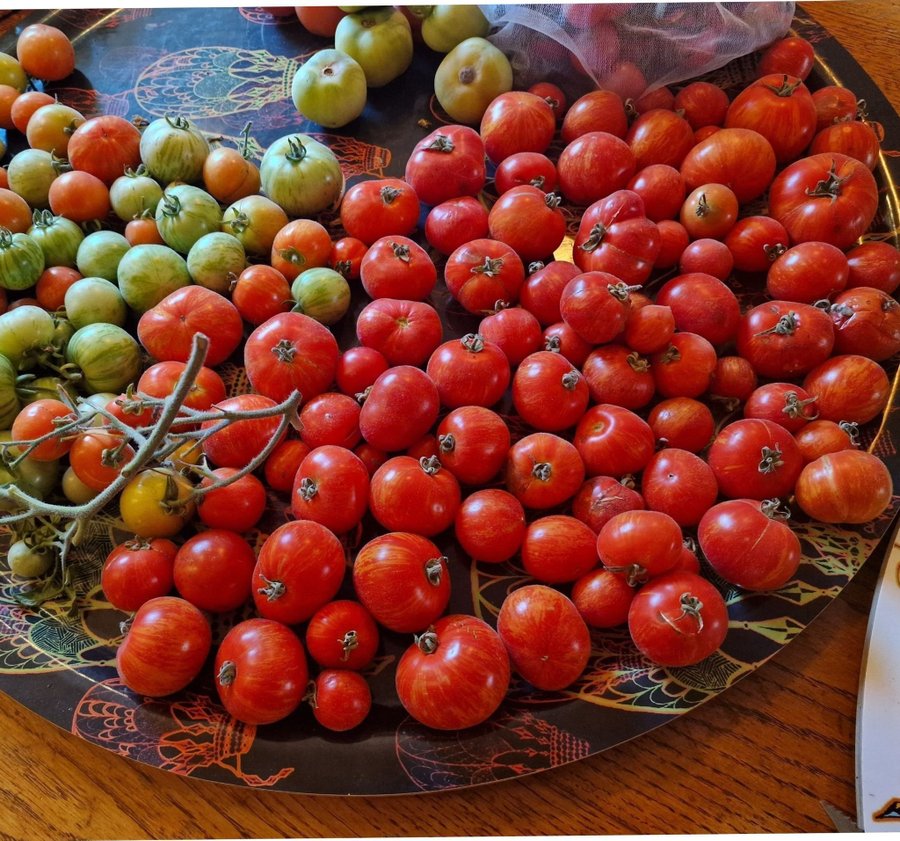 Tomatfrön FUZZY WUZZY, från ekologisk odling 5s.. | Köp på Tradera ...