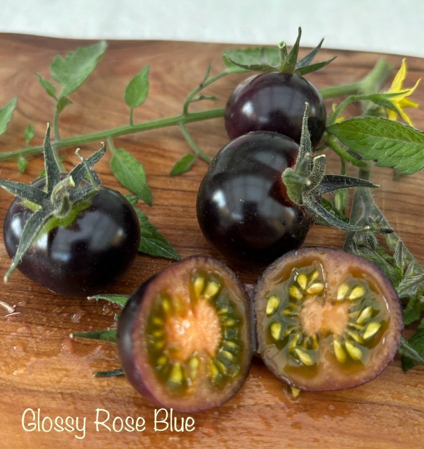 Glossy Rose Blue 10 Tomatfrön | Köp på Tradera (702575620)