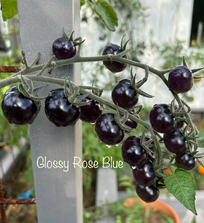 Glossy Rose Blue 10 Tomatfrön | Köp på Tradera (702575620)