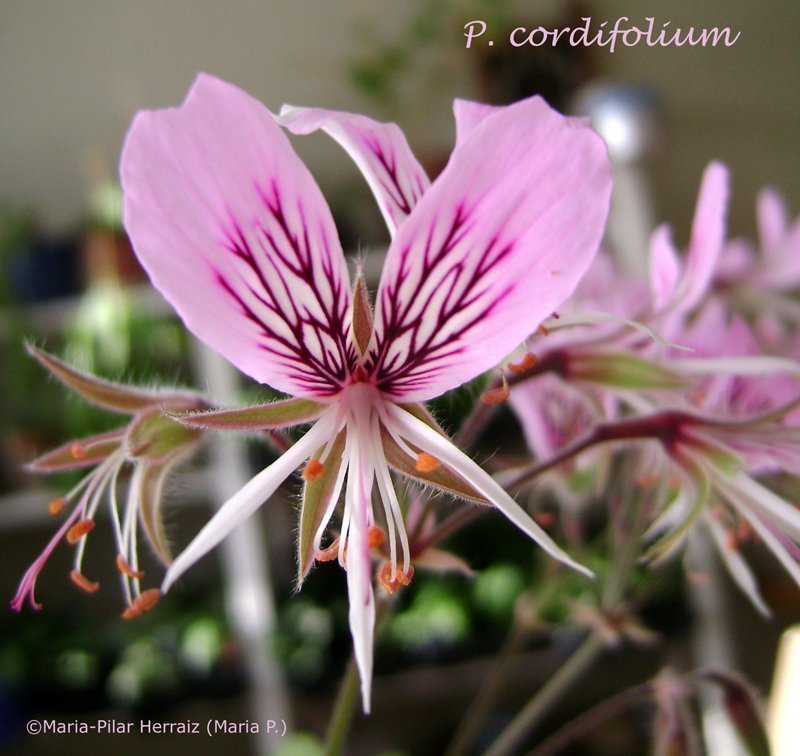 Se produkter som liknar Fröpaket: P. cordifolium, P. .. på Tradera ...