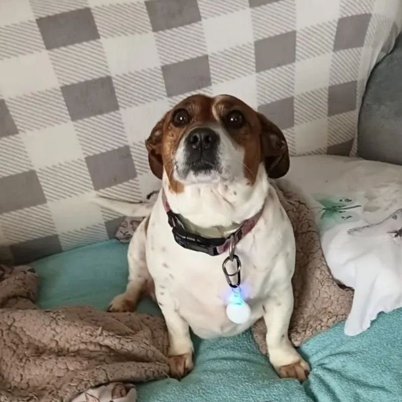 Fästings samnt lopp skydd för hund Ultraljudsin.. | Köp på Tradera ...