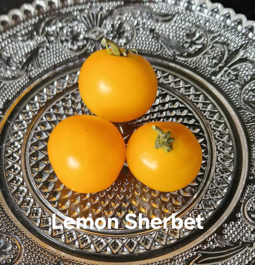 Tomatfrö 5st, Lemon Sherbet | Köp på Tradera (713166761)