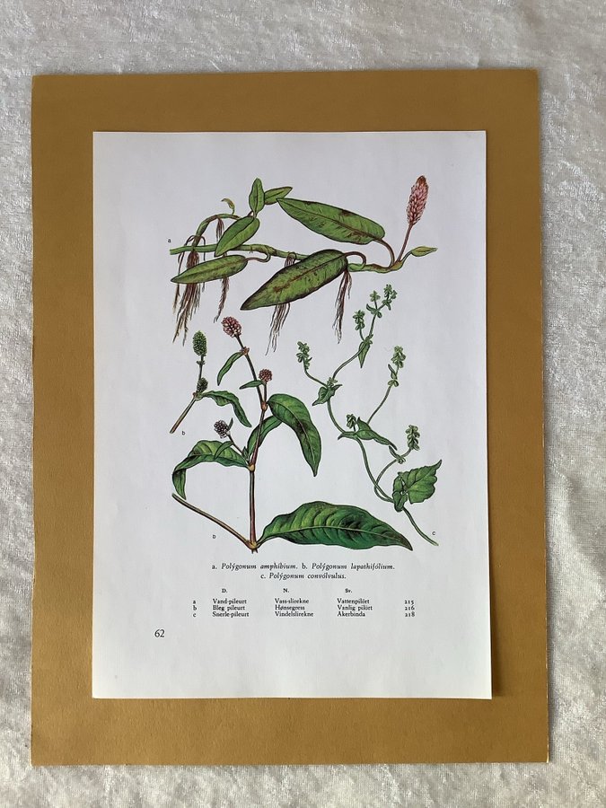 Vår Svenska Flora skolplansch nr61-62 trampgräs.. | Köp på Tradera ...