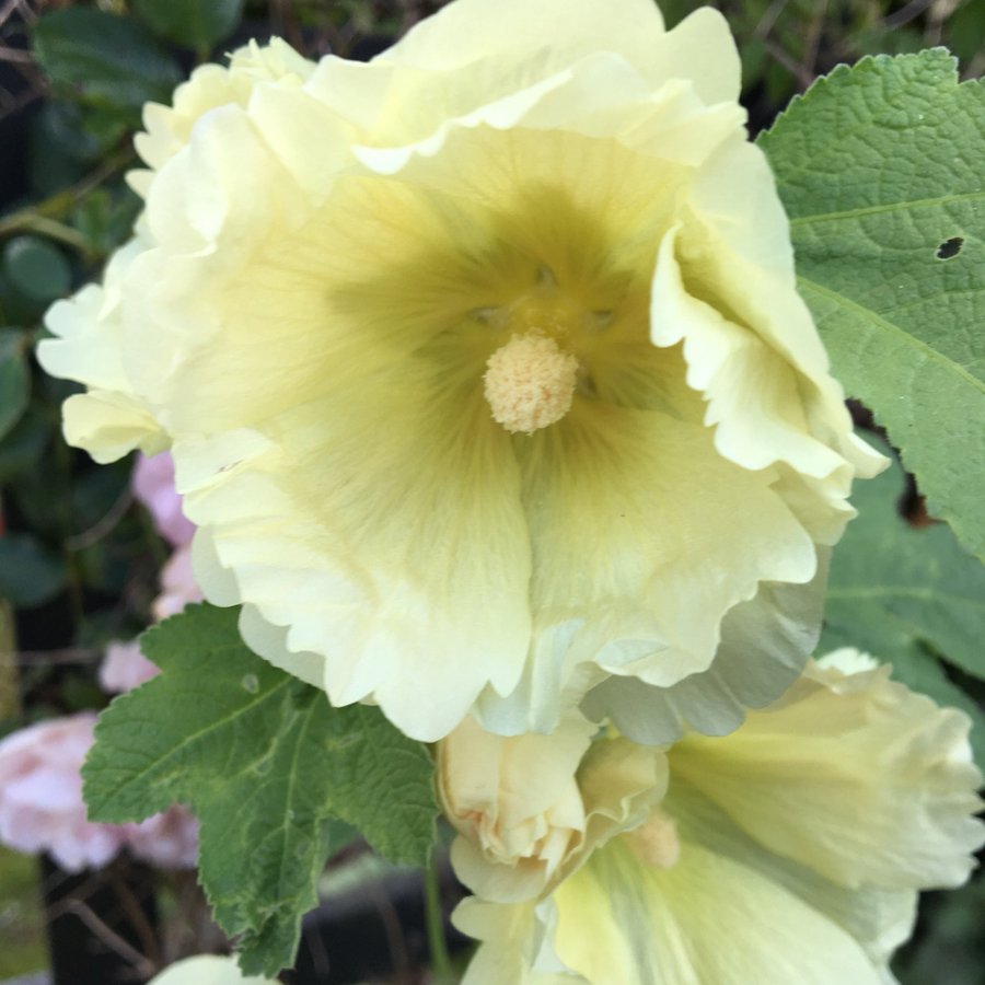 VANILJGUL Stockros 20+ FRÖ stockrosor perenn bl.. | Köp på Tradera ...